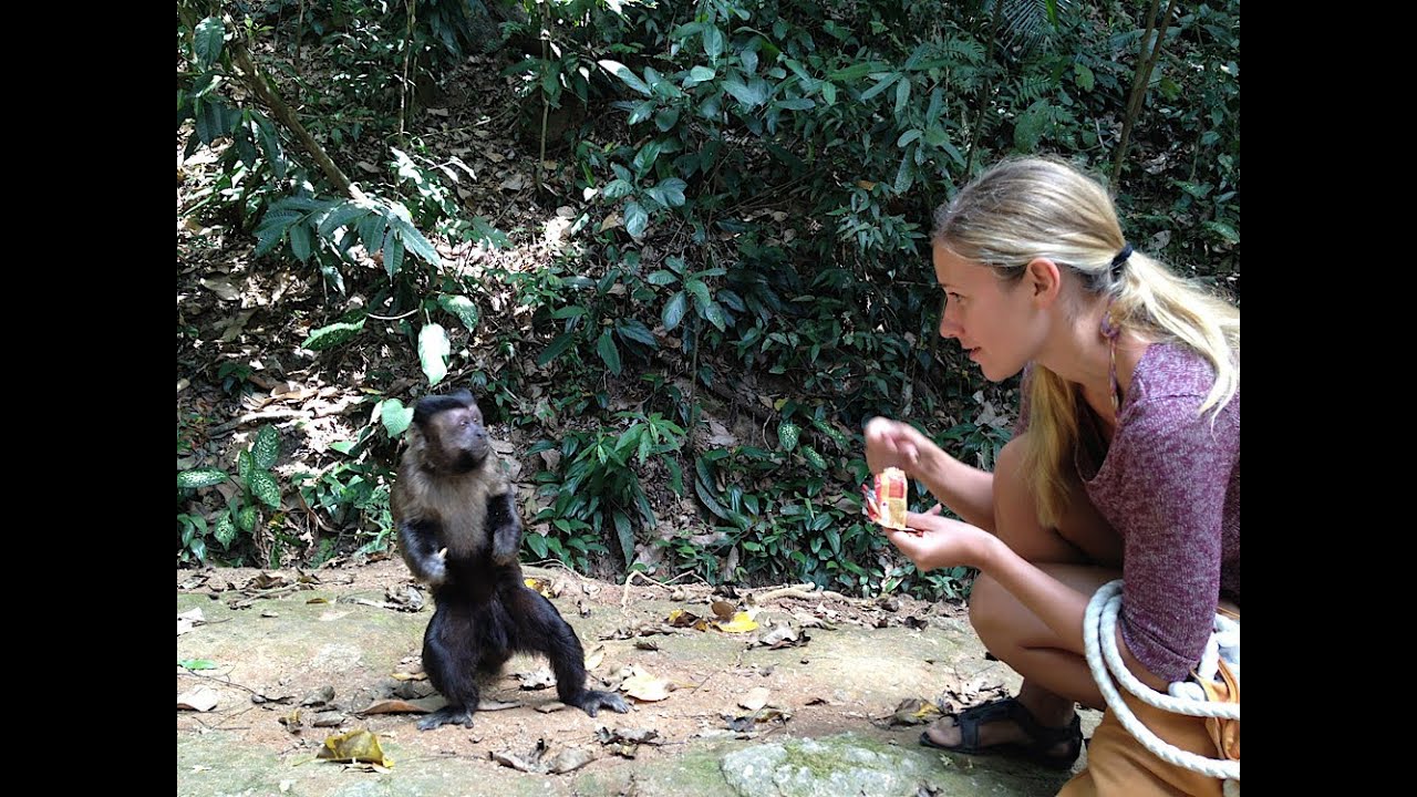 Funny funky Monkeys in Rio - YouTube