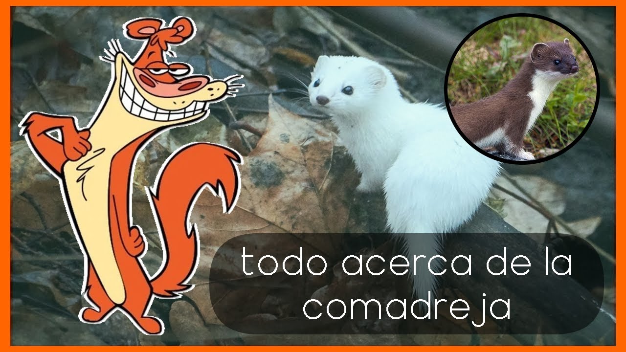 La Comadreja: Pequeña, Ágil y Letal 🐾 - YouTube