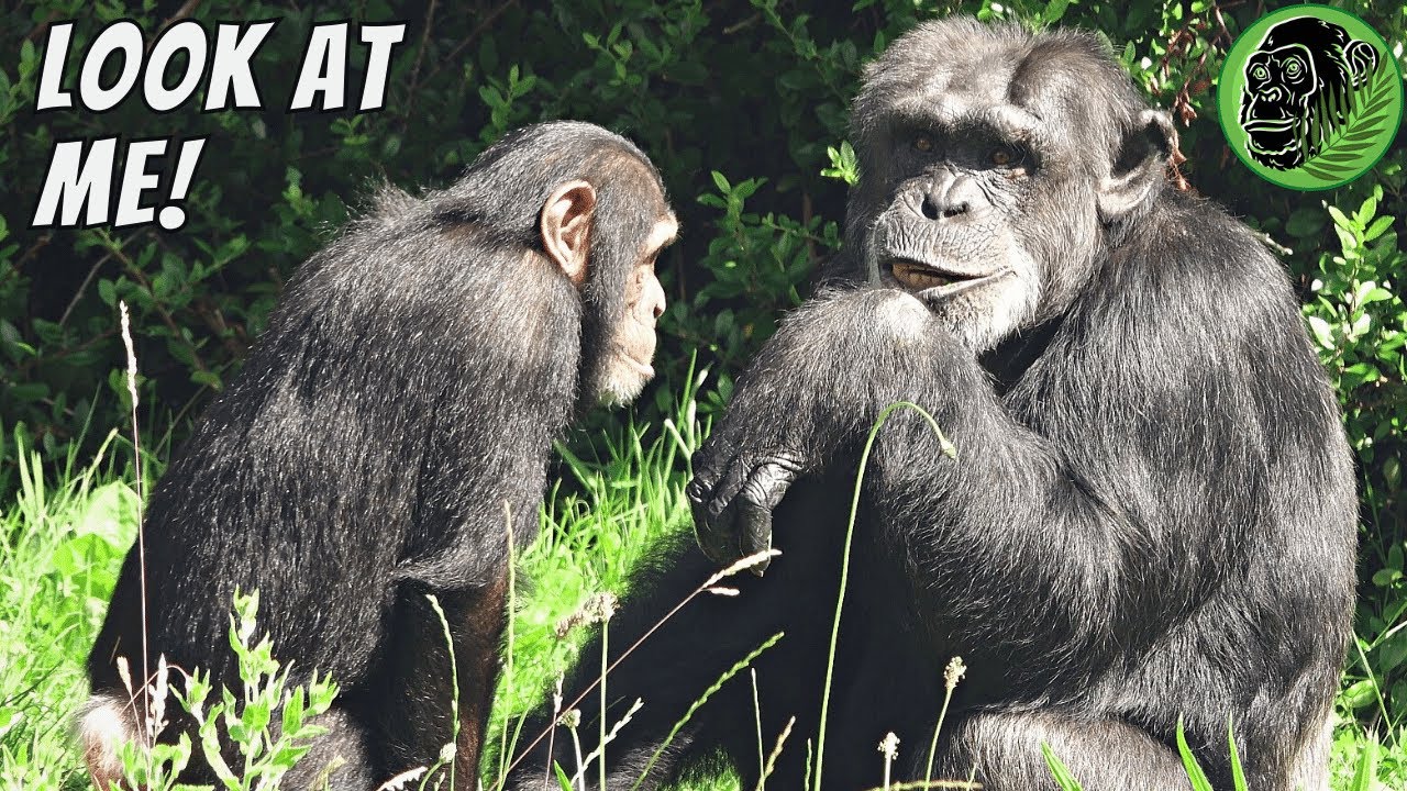 Alpha Chimp Dad Refuses To Look At Young Daughter - YouTube