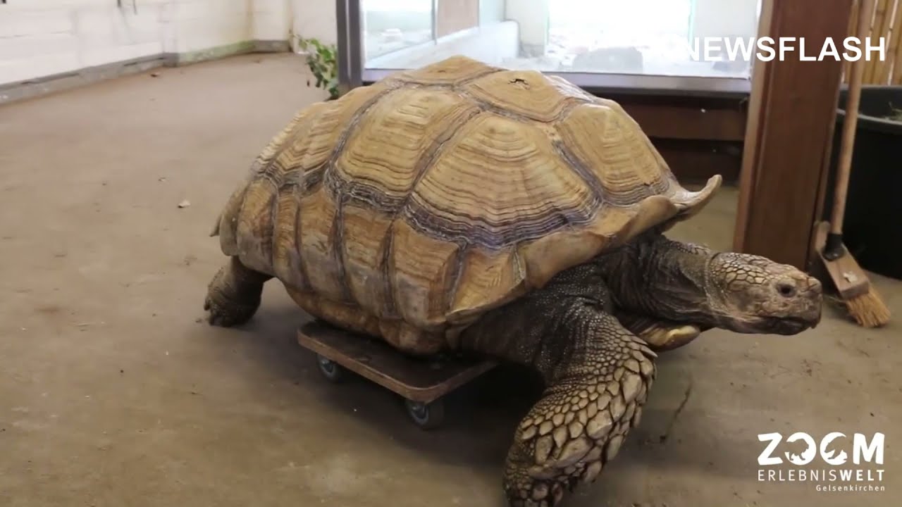 Rare Tortoise Gets Some New Wheels - YouTube