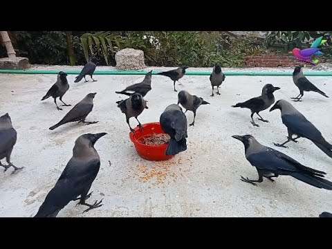 Many Crows crowing sounds and noises in the morning | Crow Bird Unity ...