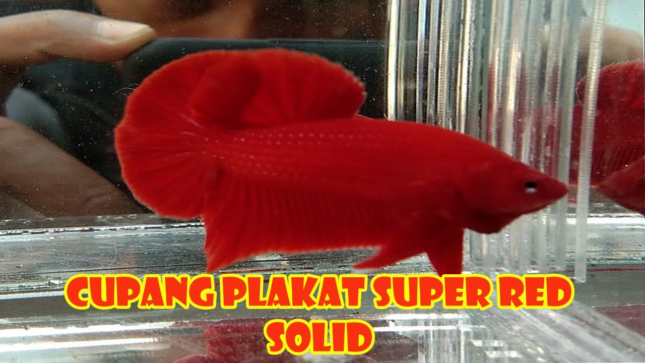 IKAN CUPANG PLAKAT SUPER RED SOLID - YouTube