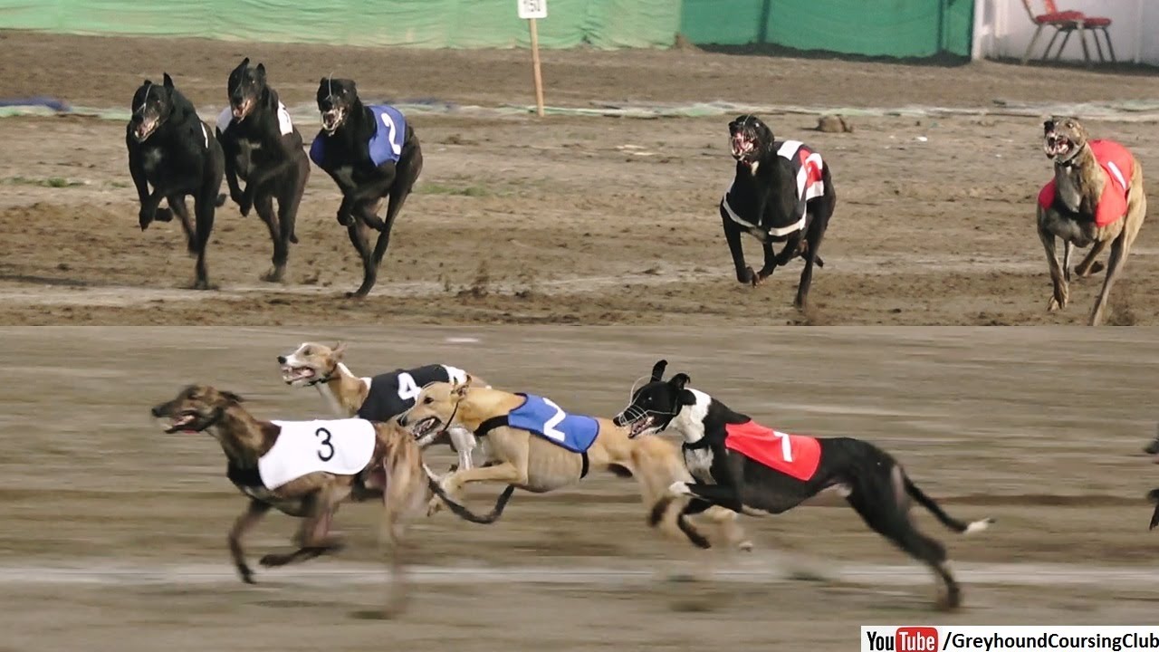 Greyhound derby 2023 | Irish greyhound derby race in Pakistan | racing ...