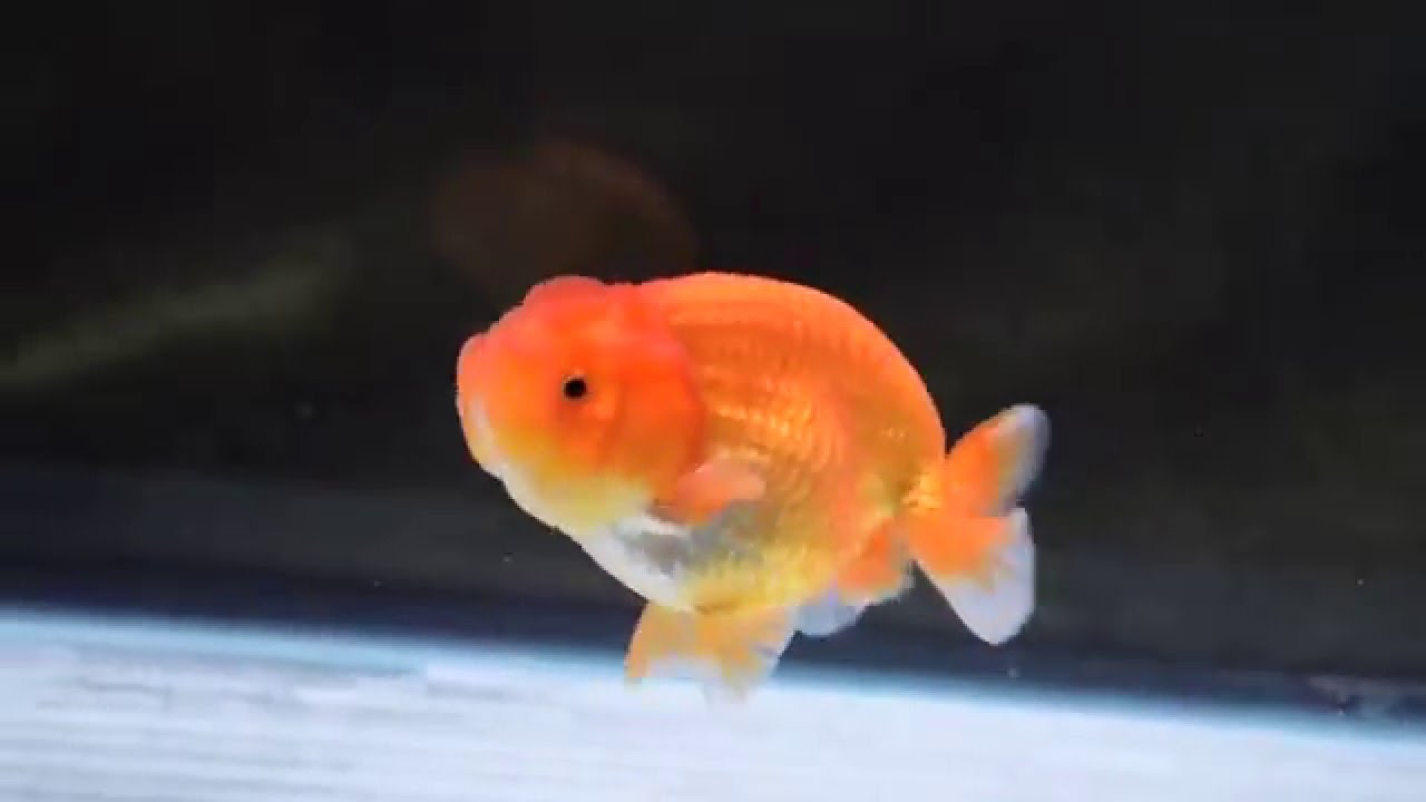 Full Red Thailand Ranchu - YouTube