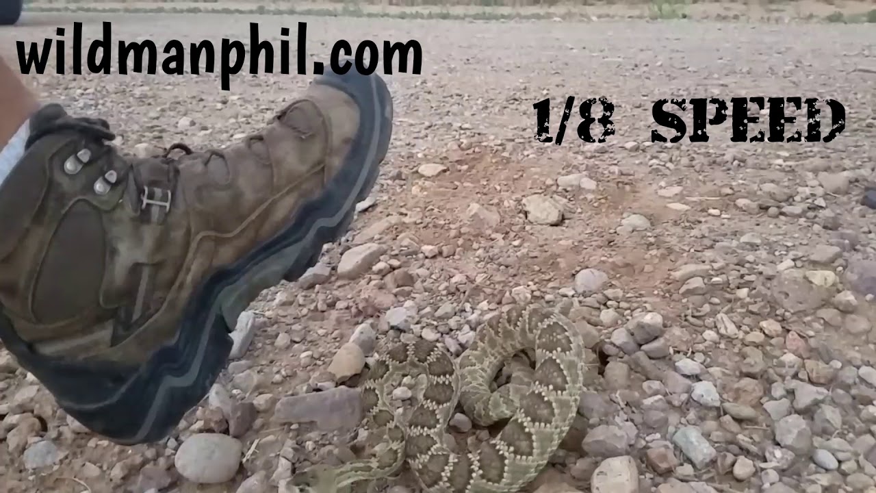 Rattlesnake strike - YouTube