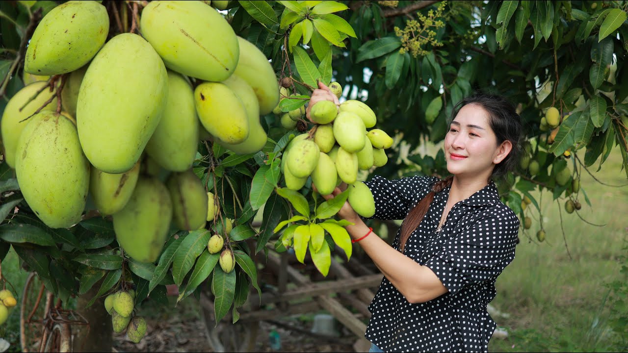 Fresh mango pick in my homeland | Mango fruit eating | How to serve ...