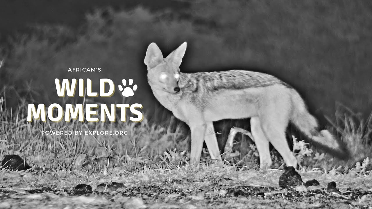 All About Jackals | Wild Moments - YouTube