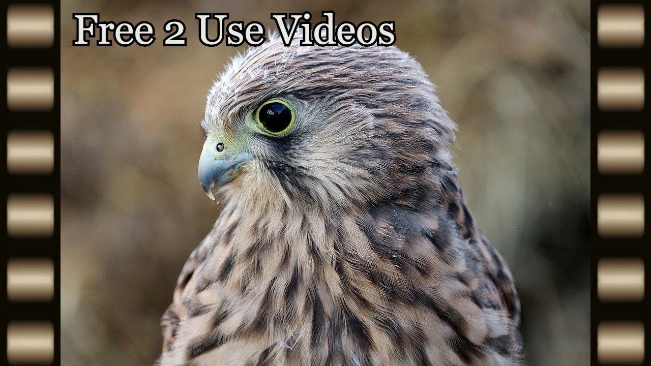 Animal Videos Free For Commercial Use, Copyright Free Video,Free 2 Use ...