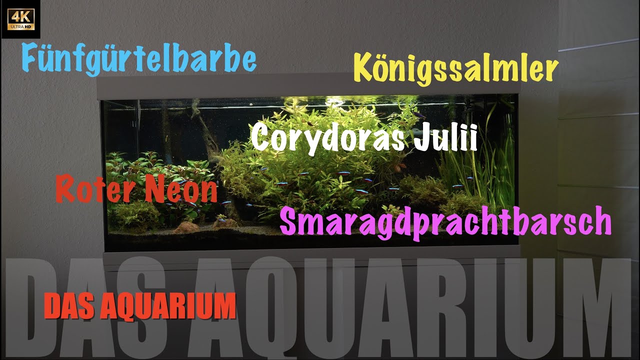 4K-Aquarium Eheim 240l Vivaline Corydoras, Roter Neon, Fünfgürtelbarbe, Smaragdprachtbarsch ...