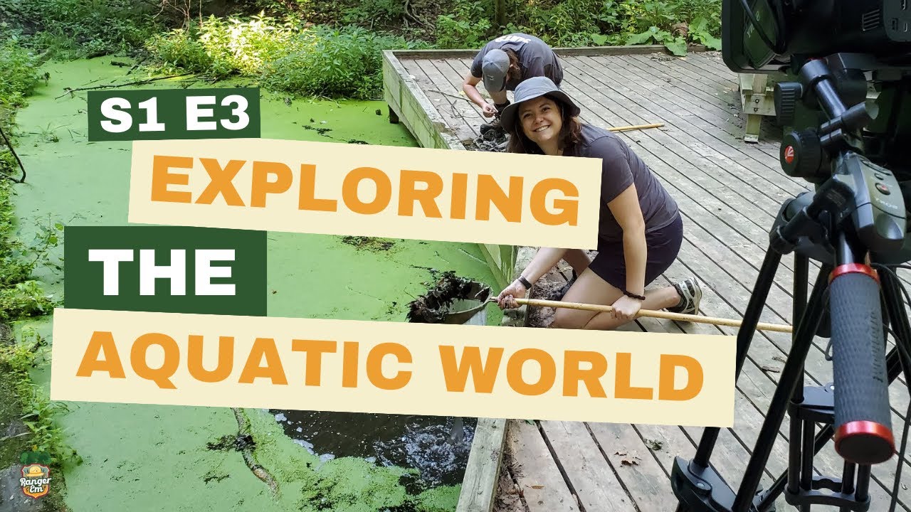 Learn with Ranger Em | S1 E3 Exploring the Aquatic World - YouTube