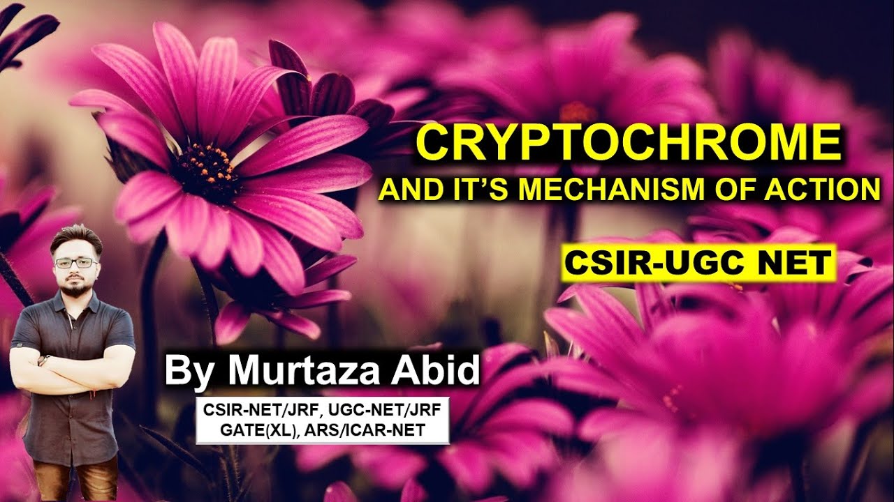 CRYPTOCHROME & IT'S MECHANISM OF ACTION || CSIR-NET, ICMR, DBT, GATE, M ...