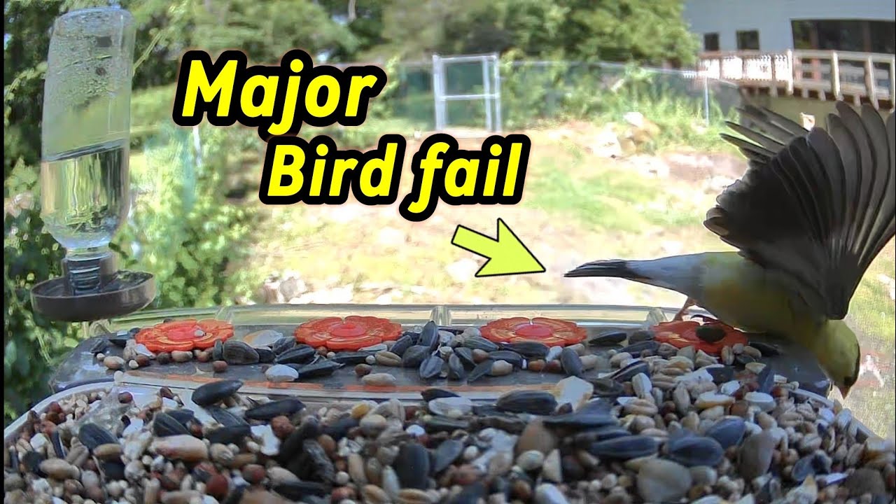 Bird feeder fail! - YouTube