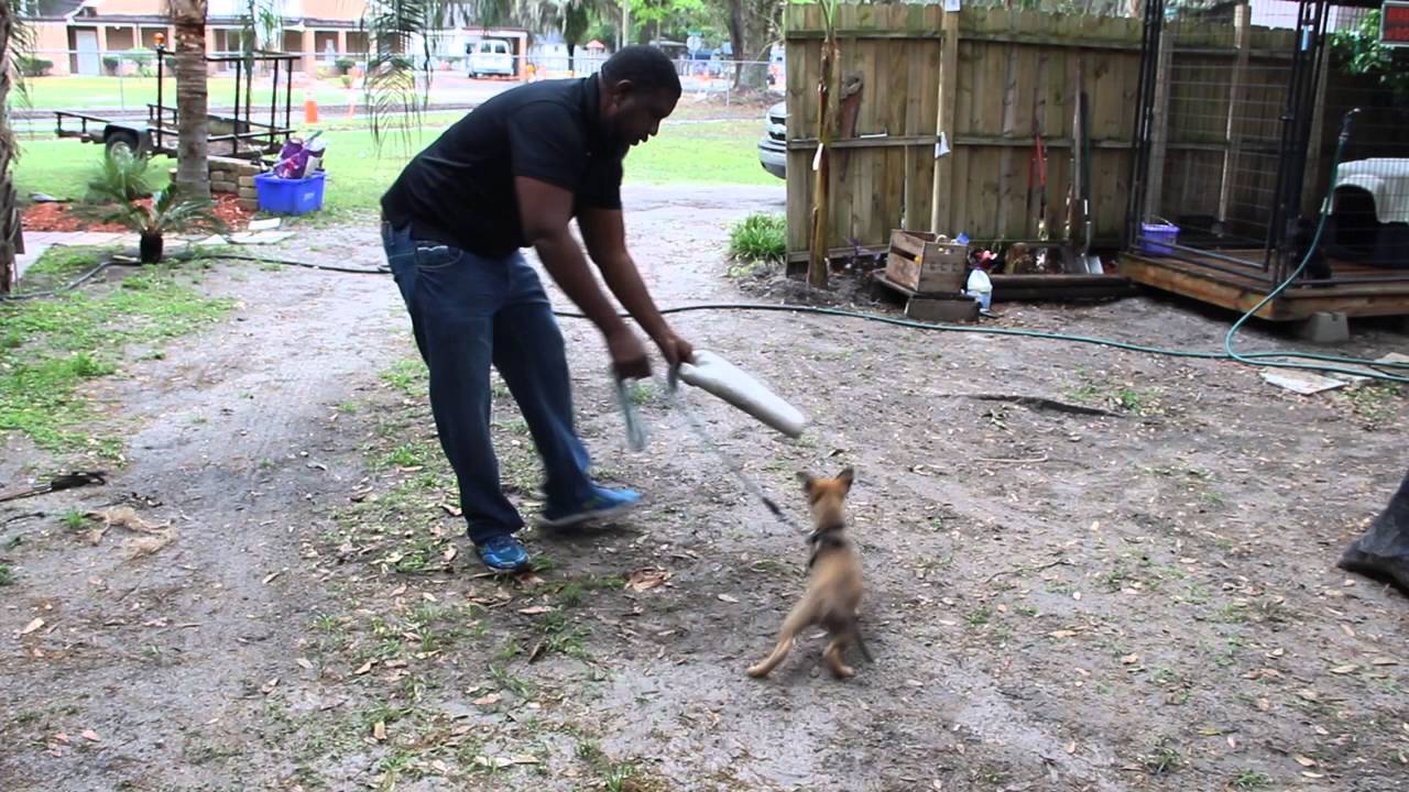 Vanguard K9; Belgian Malinois puppy training - YouTube