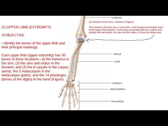 Upper Limb Wikipedia, 51% OFF | www.oceanproperty.co.th