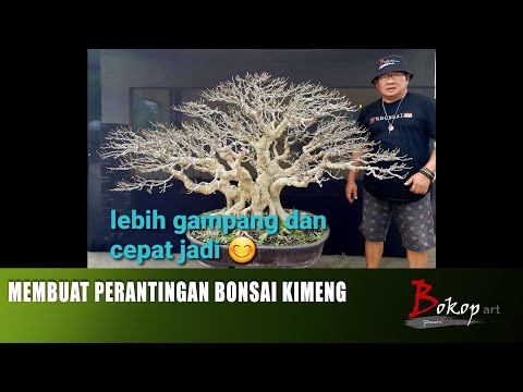 MEMBUAT PERANTINGAN BONSAI KIMENG