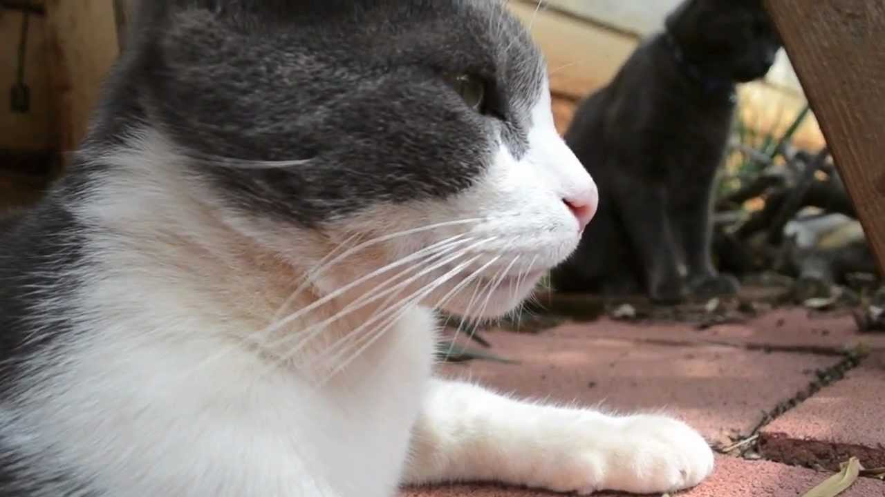 Dubstep Dance Cat - YouTube