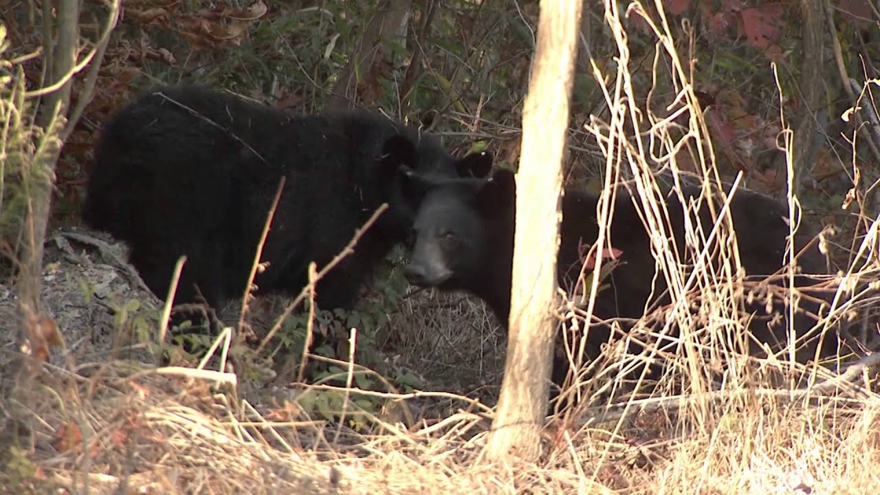 Bear Cubs Release - YouTube