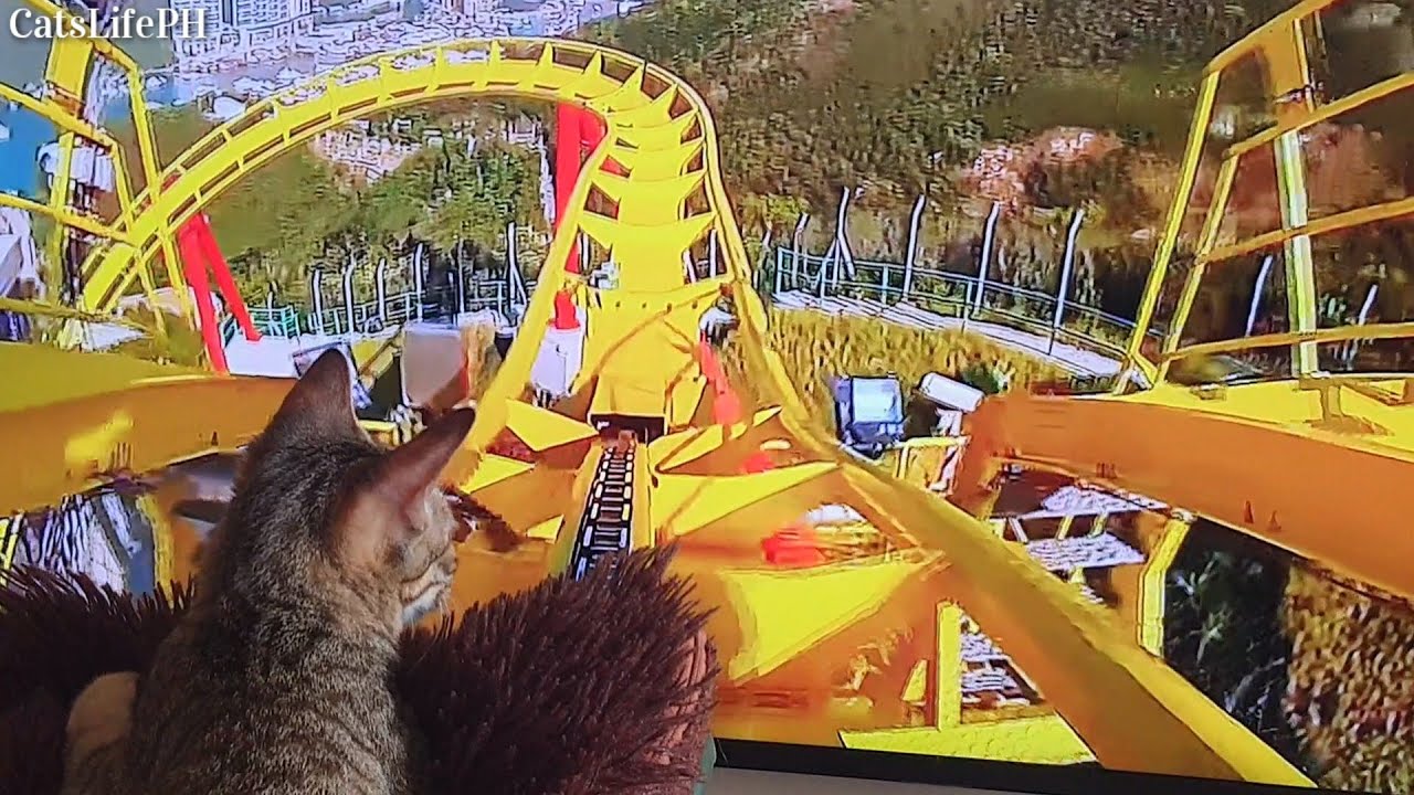 You Wont Believe My Cat Rides Rollercoaster at Home 🤣 - YouTube