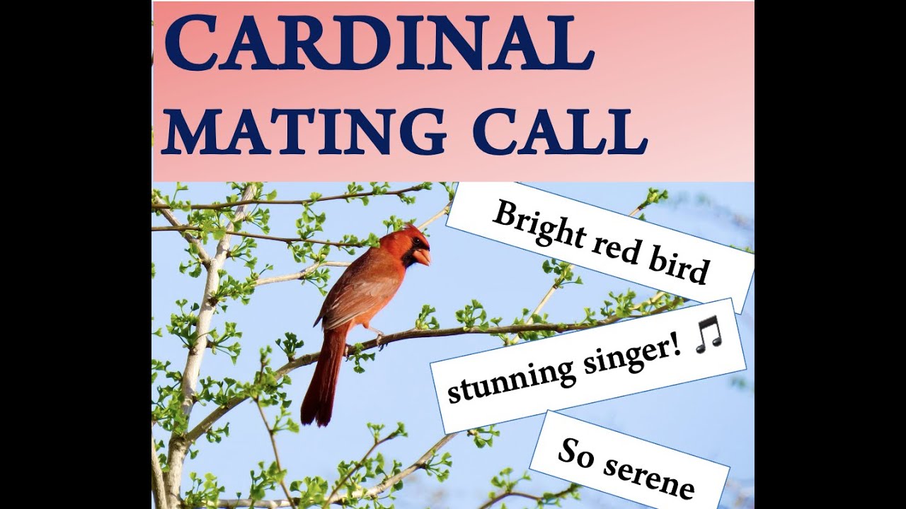 MUST WATCH - Cardinal Singing His Heart Out - MATING CALL - YouTube