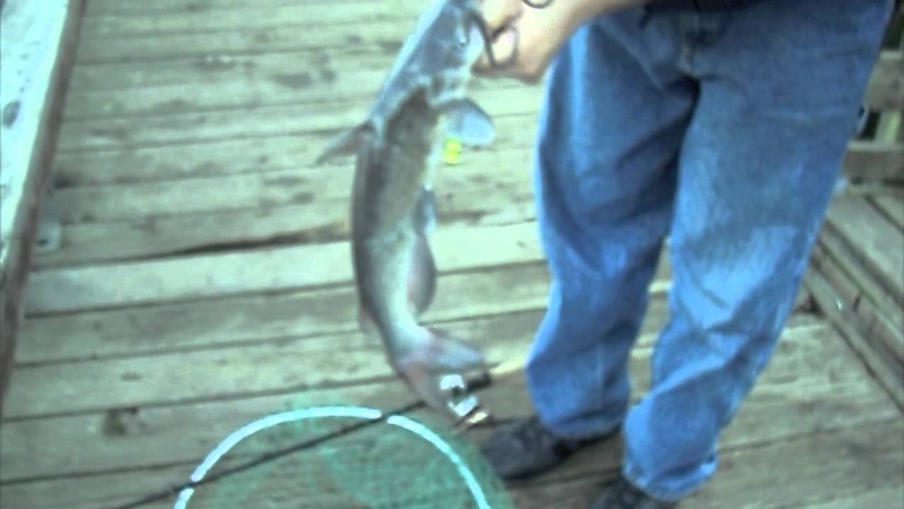 "Catching a 4 Pound Catfish and More At Lake Temescal!" by ...