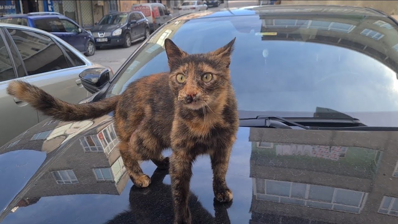 The adorable Calico Cat climbs into the car and asks me for Food. - YouTube