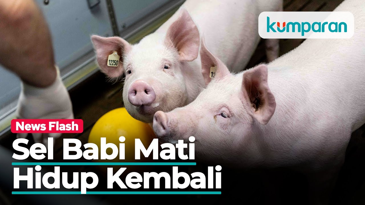 Ilmuwan Berhasil Bangkitkan Sel-sel Babi yang Sudah Mati Satu Jam - YouTube