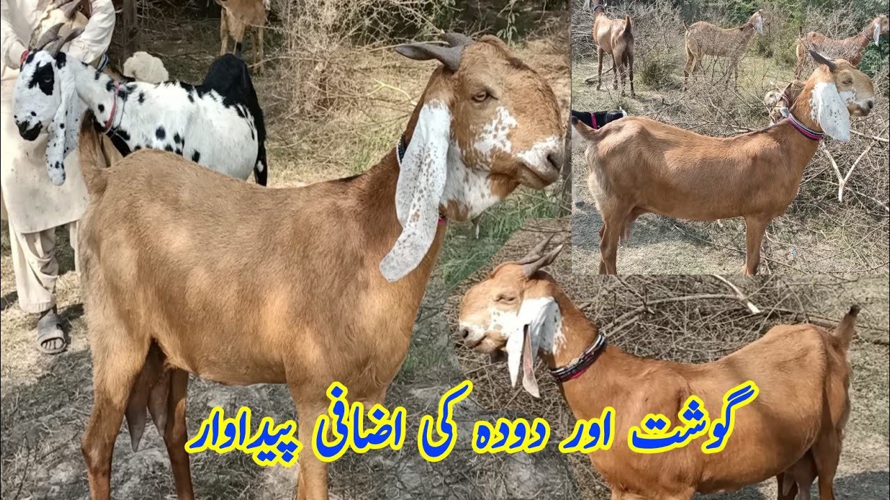 Best for milk and meat production / Jattan goat breed - YouTube