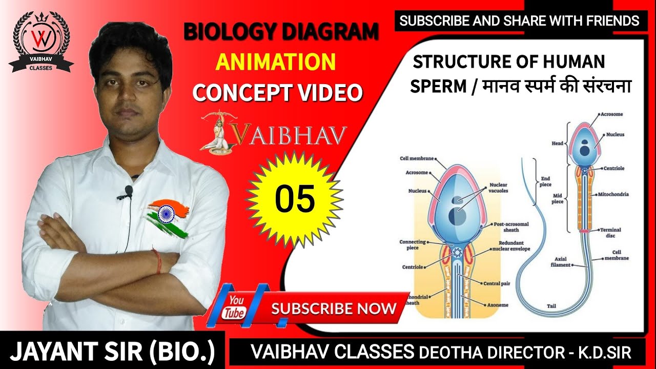 Structure Of Human Sperm स्पर्म की संरचना कहां बनता है कैसा होता है