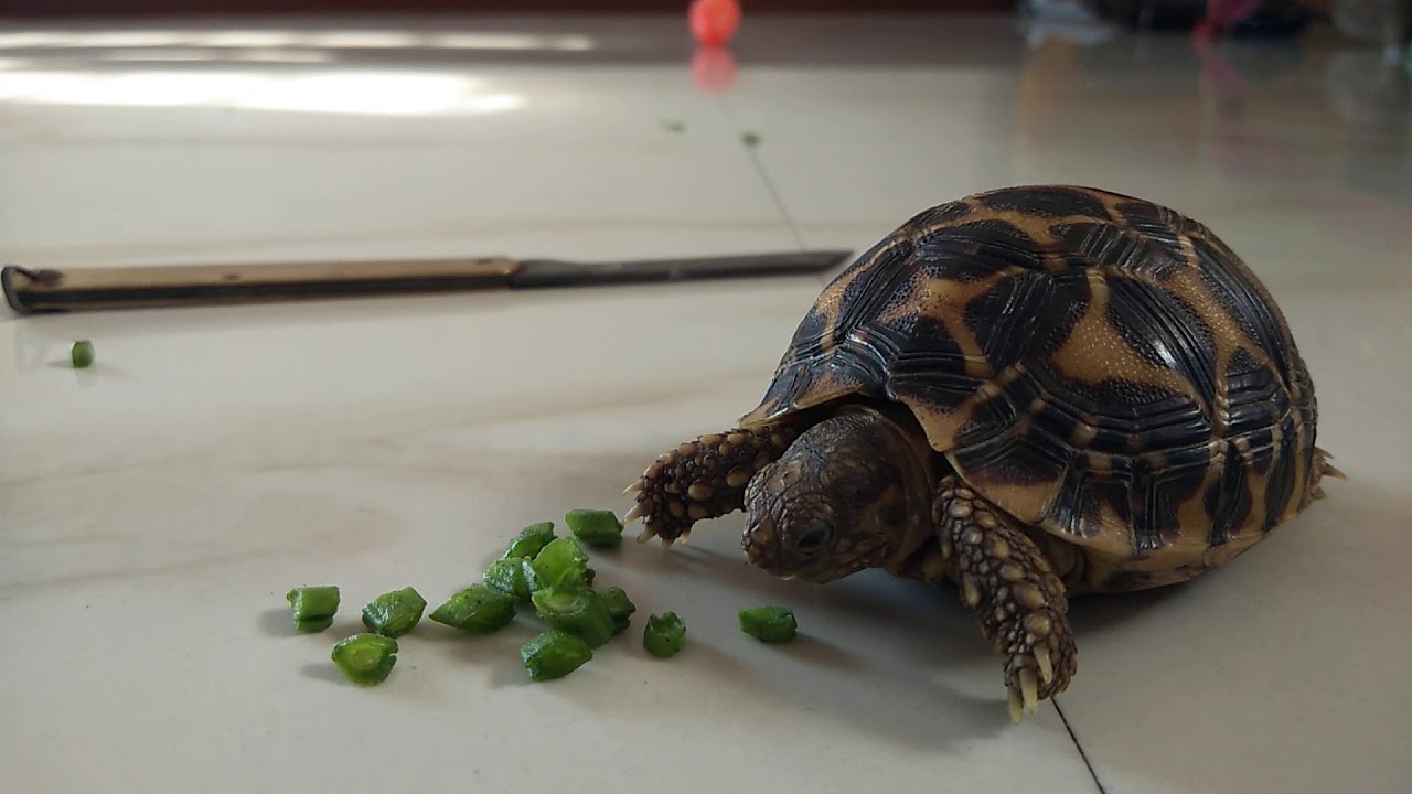 kachuva kachbo - YouTube