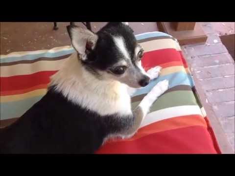 Dogs Trample Flowers
