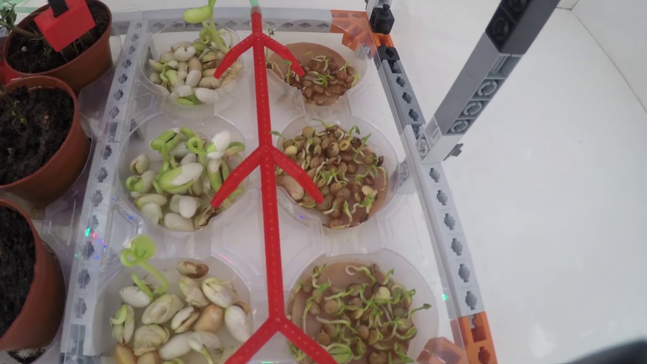 Stage 9: A time-lapse of plant growth. - YouTube