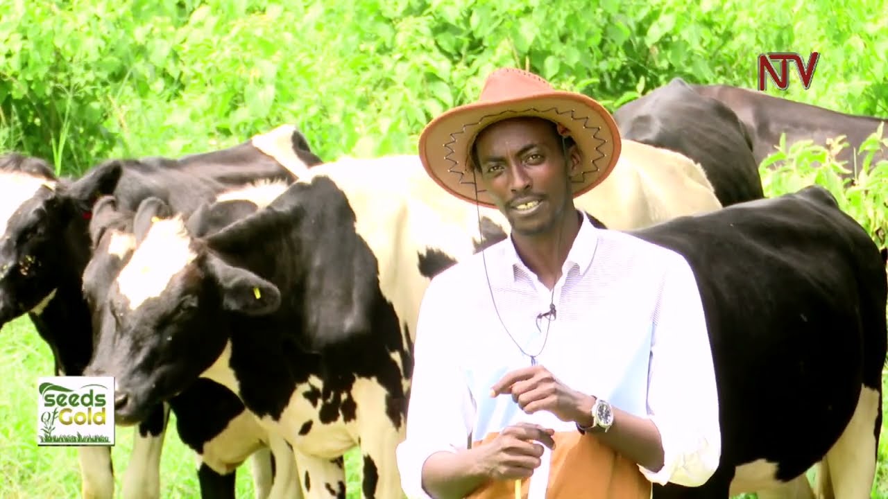 Making money from dairy farming in Uganda | SEEDS OF GOLD - YouTube