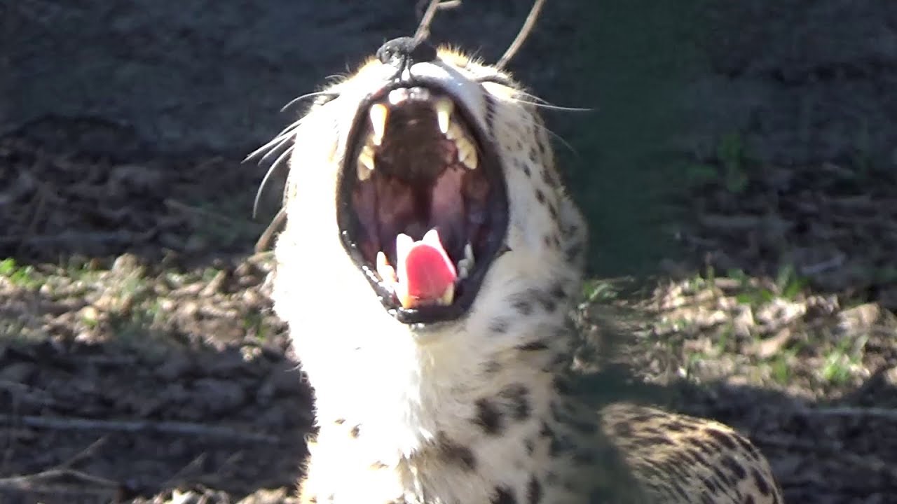 Cheetah Yawning - YouTube