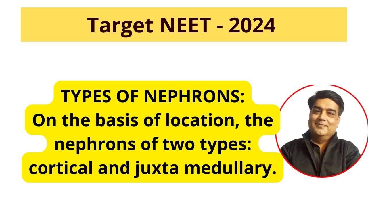TYPES OF NEPHRONS:On the basis of location, the nephrons of two types ...