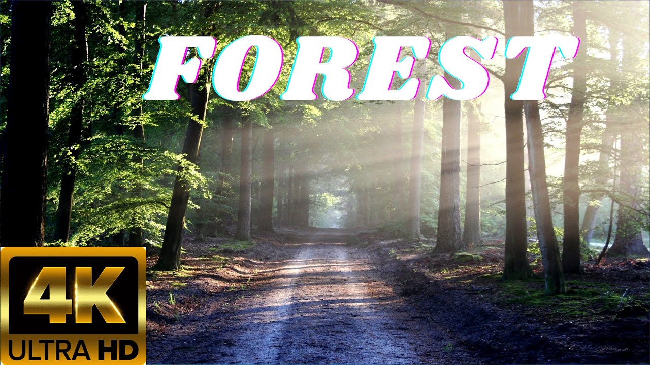 Forest 4K Nature Relaxation Film ( Relaxing Music ) Rainforest - 4K ...