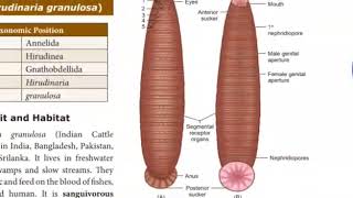 Leech External Anatomy