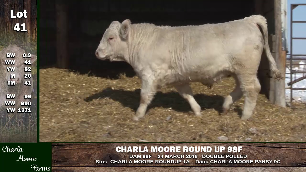 Lot 41-Charla Moore 2019.mp4 - YouTube