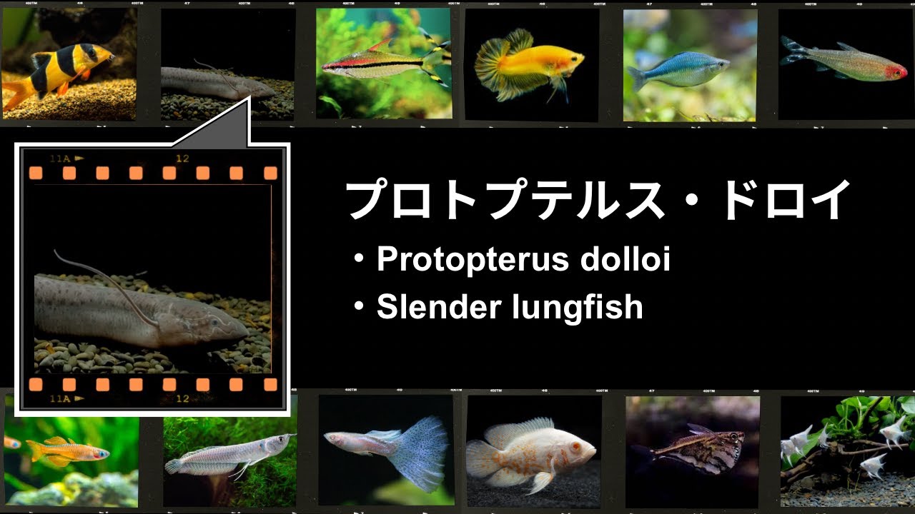 プロトプテルス・ドロイ ・Protopterus dolloi ・Slender lungfish - YouTube