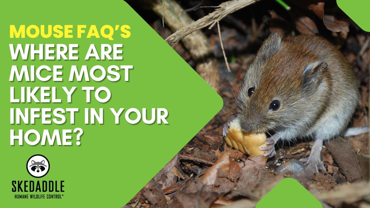 Where Are Mice Most Likely to Infest in Your Home? - YouTube