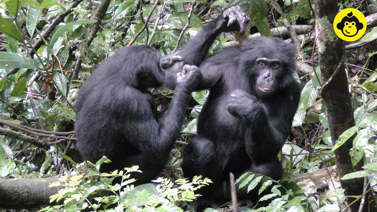 Grooming behaviors between mother and son, wild bonobos!【Observations ...