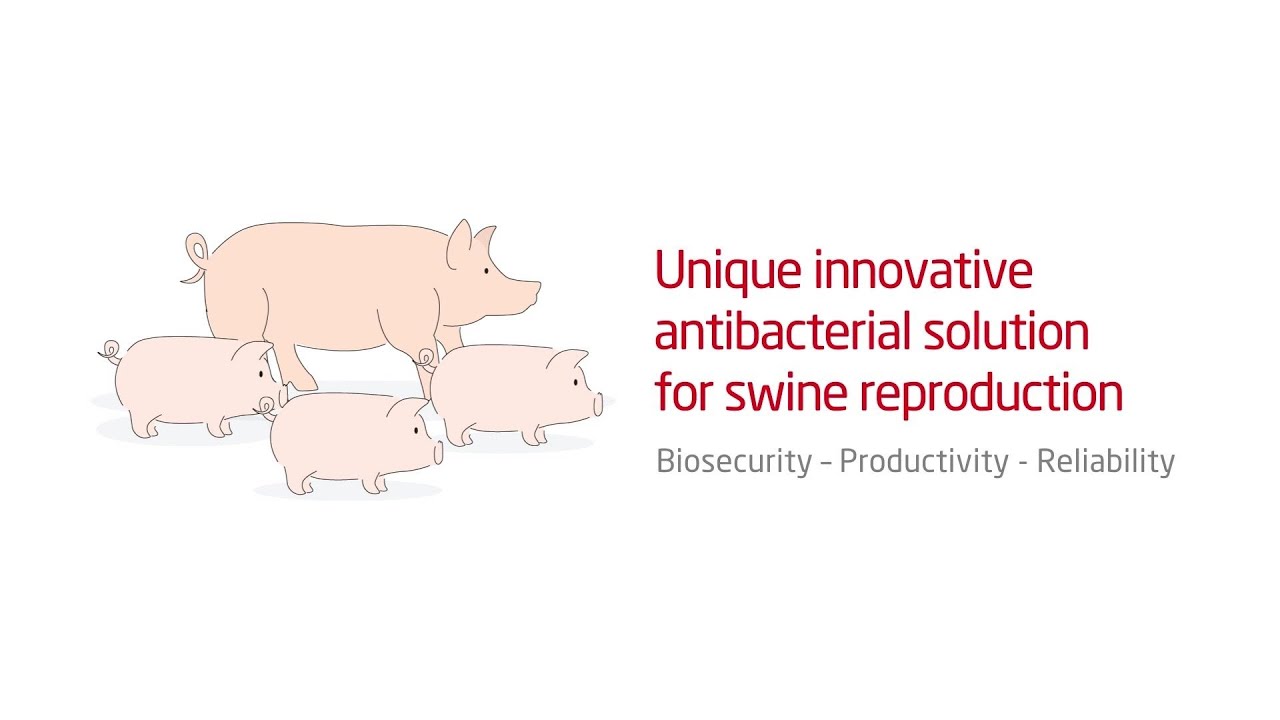 Let’s Talk Swine Health: Ensuring Optimal Reproductive Performance with ...