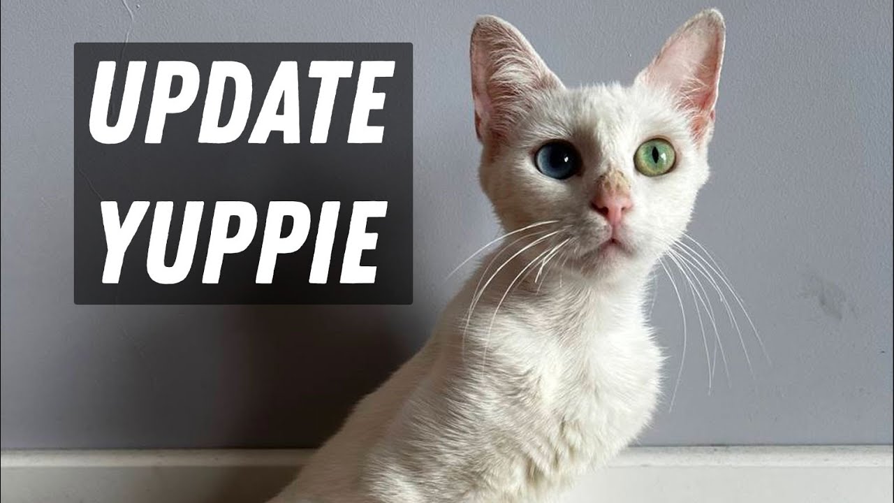 Yappy update! Stitches removed, cat is gaining weight! - YouTube