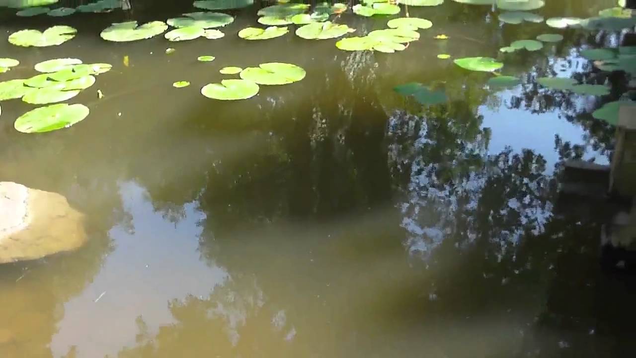 Beograd botanicka basta Jevremovac, Belgrade botanical garden HD - YouTube