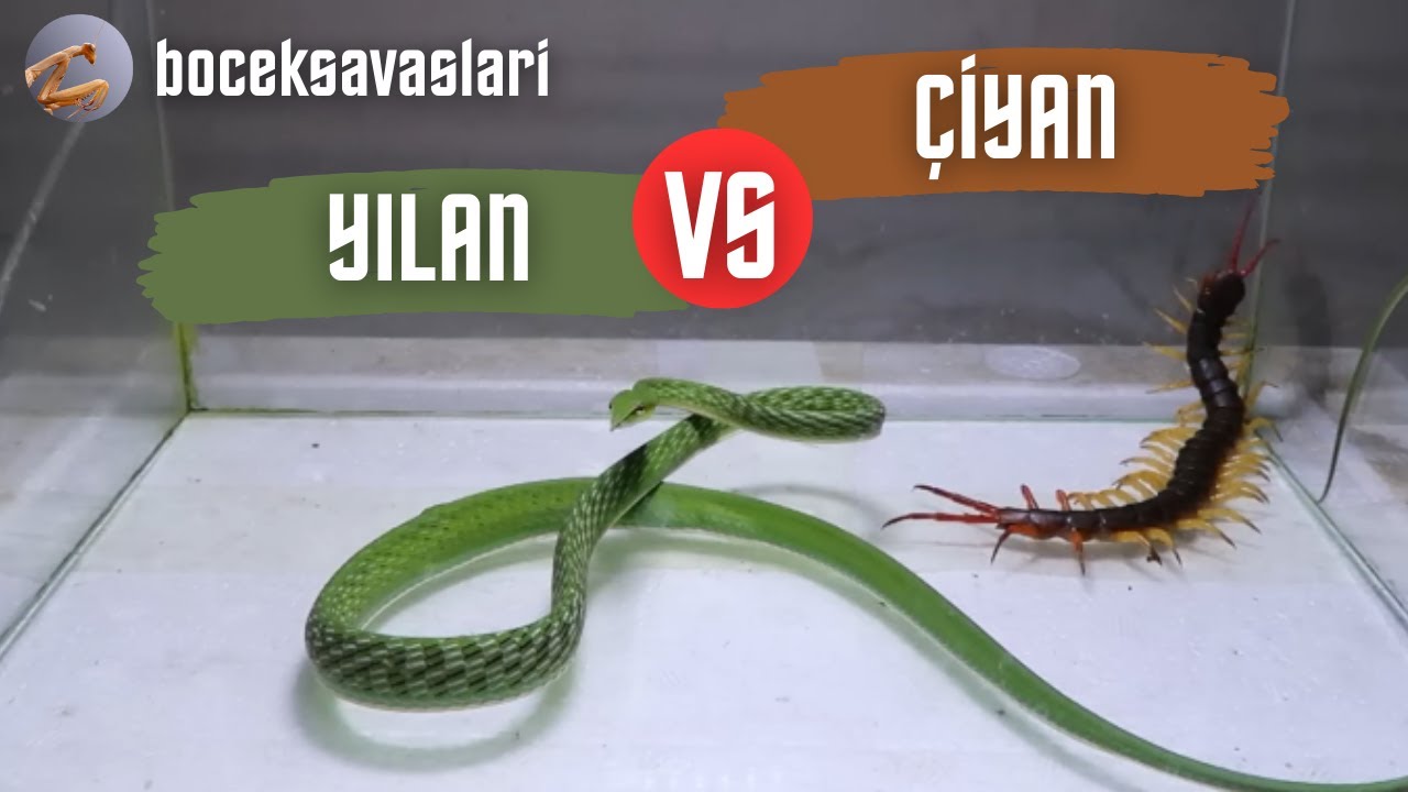 YILAN VS ÇİYAN - YouTube
