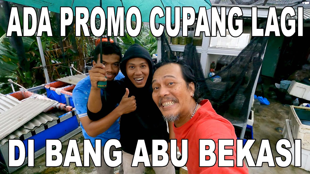 PROMO CUPANG DI BANG ABU - YouTube