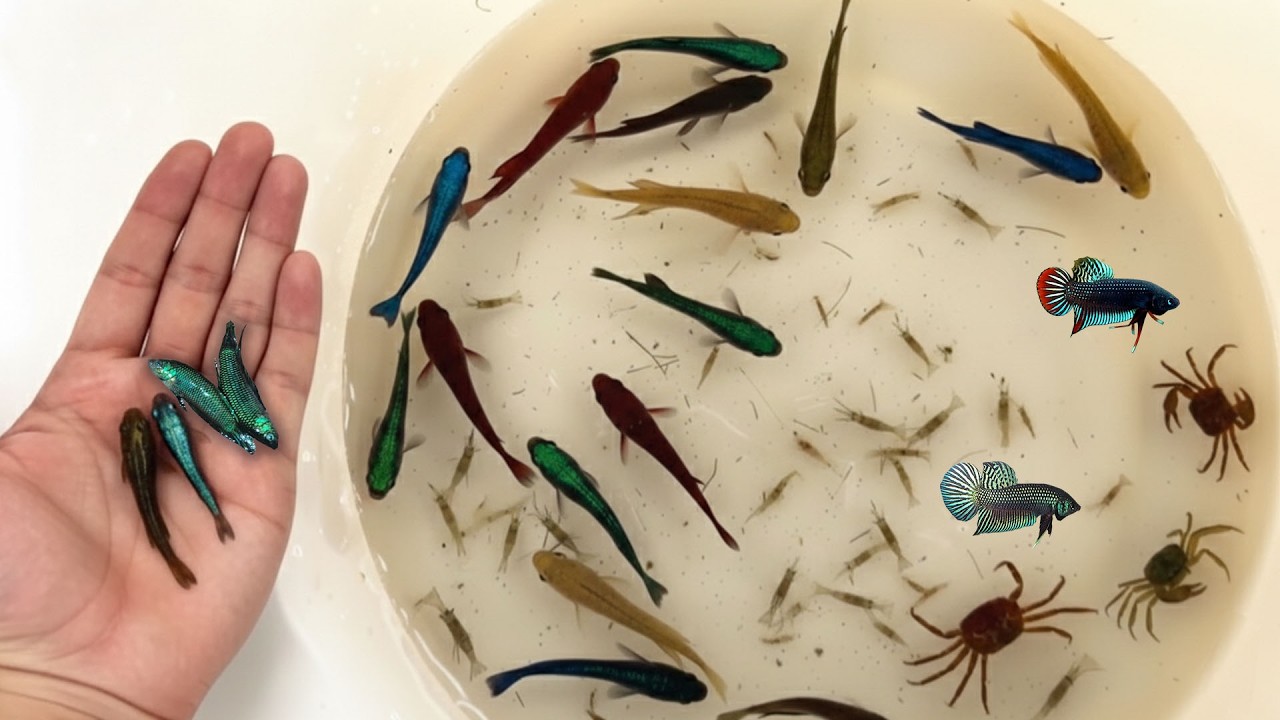 Natural small insects live under water in lake. betta, tilapia, crab ...
