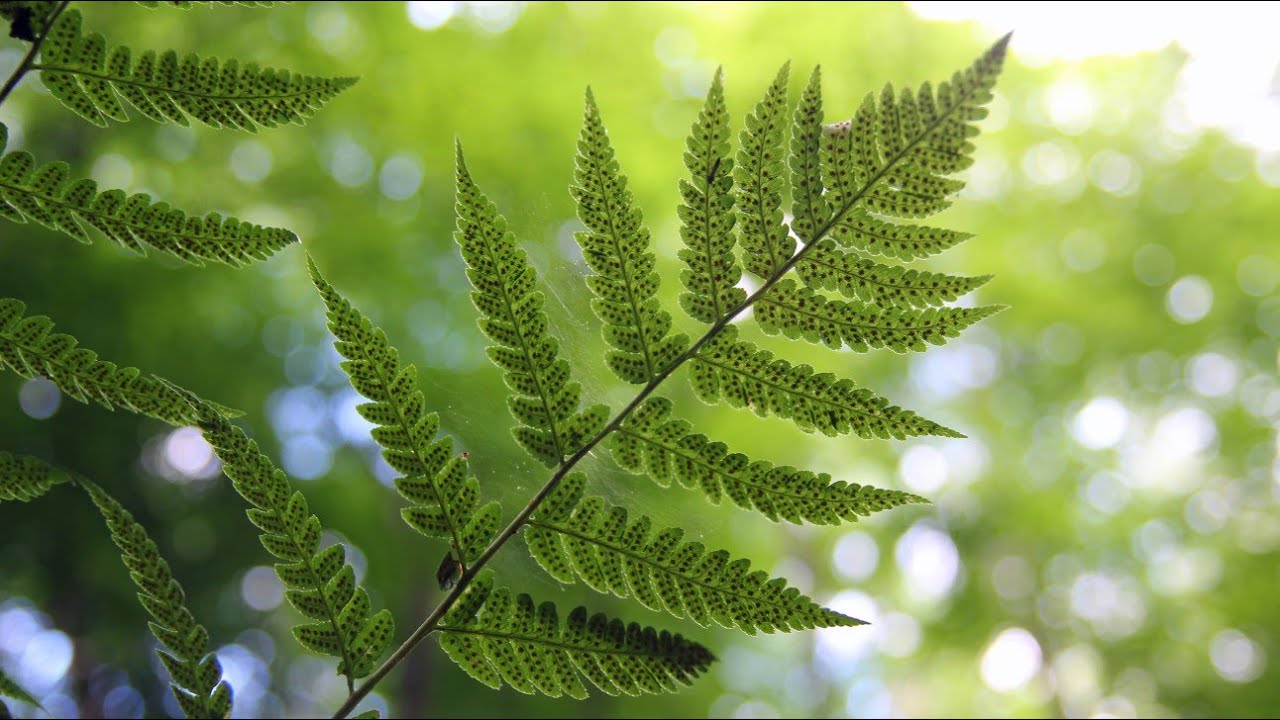 Ferns, Huh? | CREATURE FEATURE #8 - YouTube