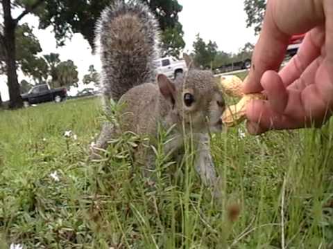 Robert Marking - The "Squirrel Man" Demonstrates his Patented Squirrel ...