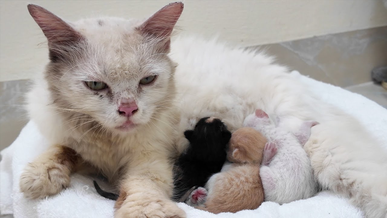 First Day in a New Home for the Rescued Cat! Setting Up a New Nest for ...