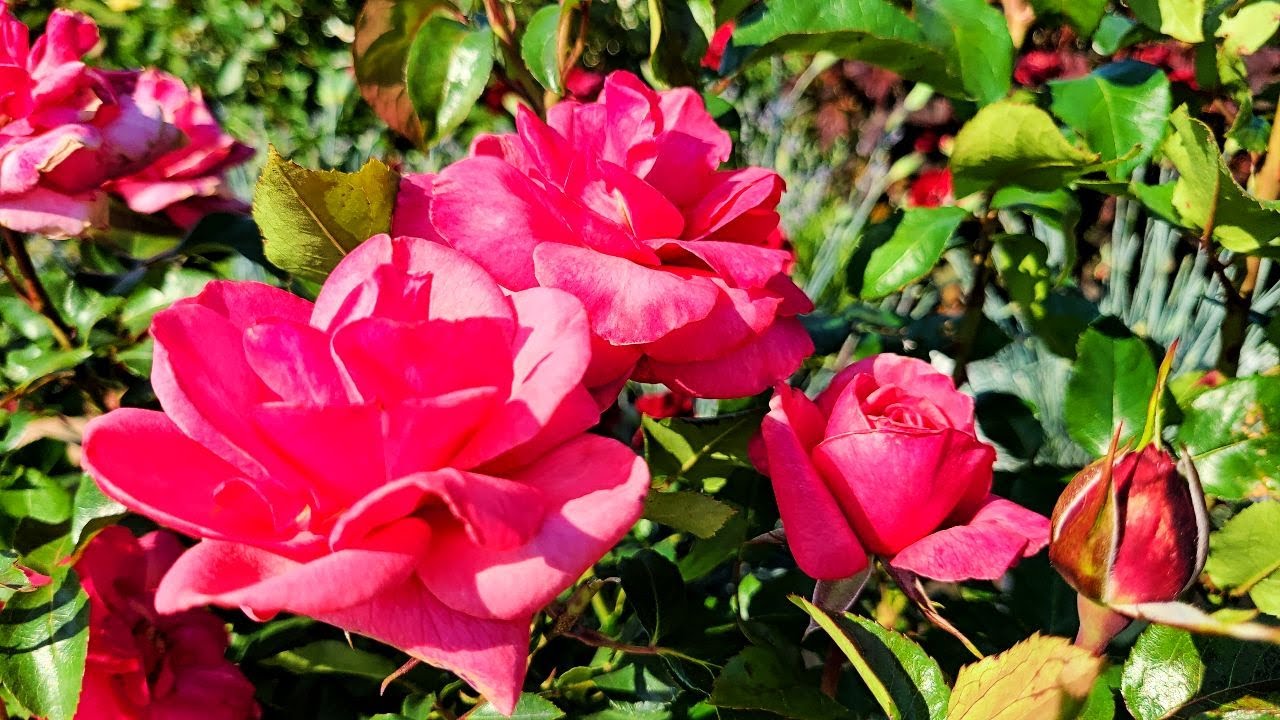 Rosa Easy Elegance® Grandma's Blessing // 🧡BEAUTIFUL Hybrid Tea Shrub ...